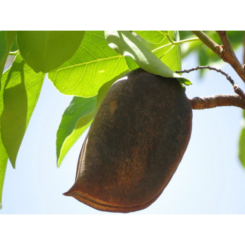 Akparata – Noi African